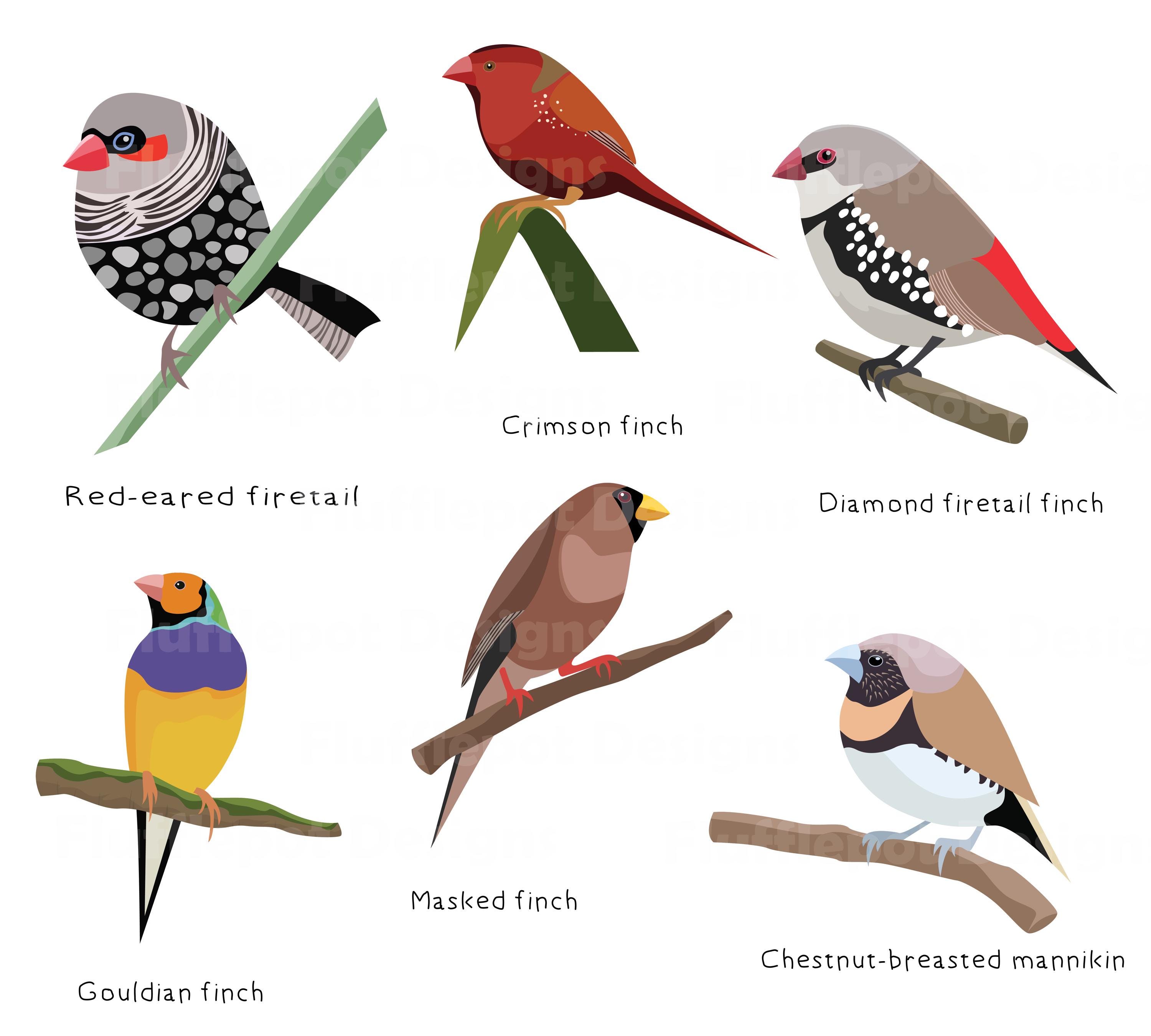 Pretty Finch Clipart, Pngs, Cute Finch Clipart, Gouldian Finch ...