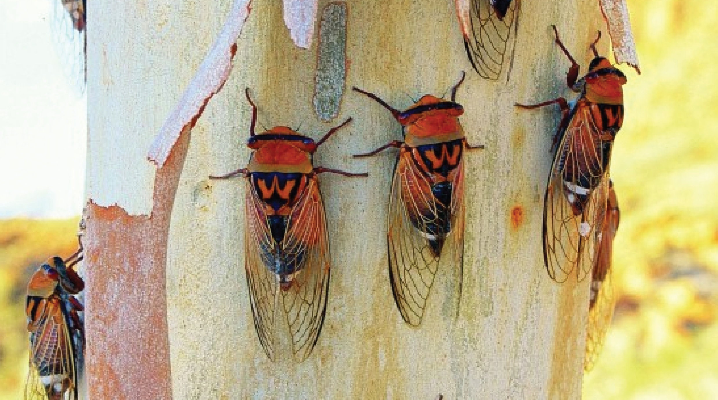 Cute Colourful Cicada Printable Sticker, Instant Download, Cicada ...