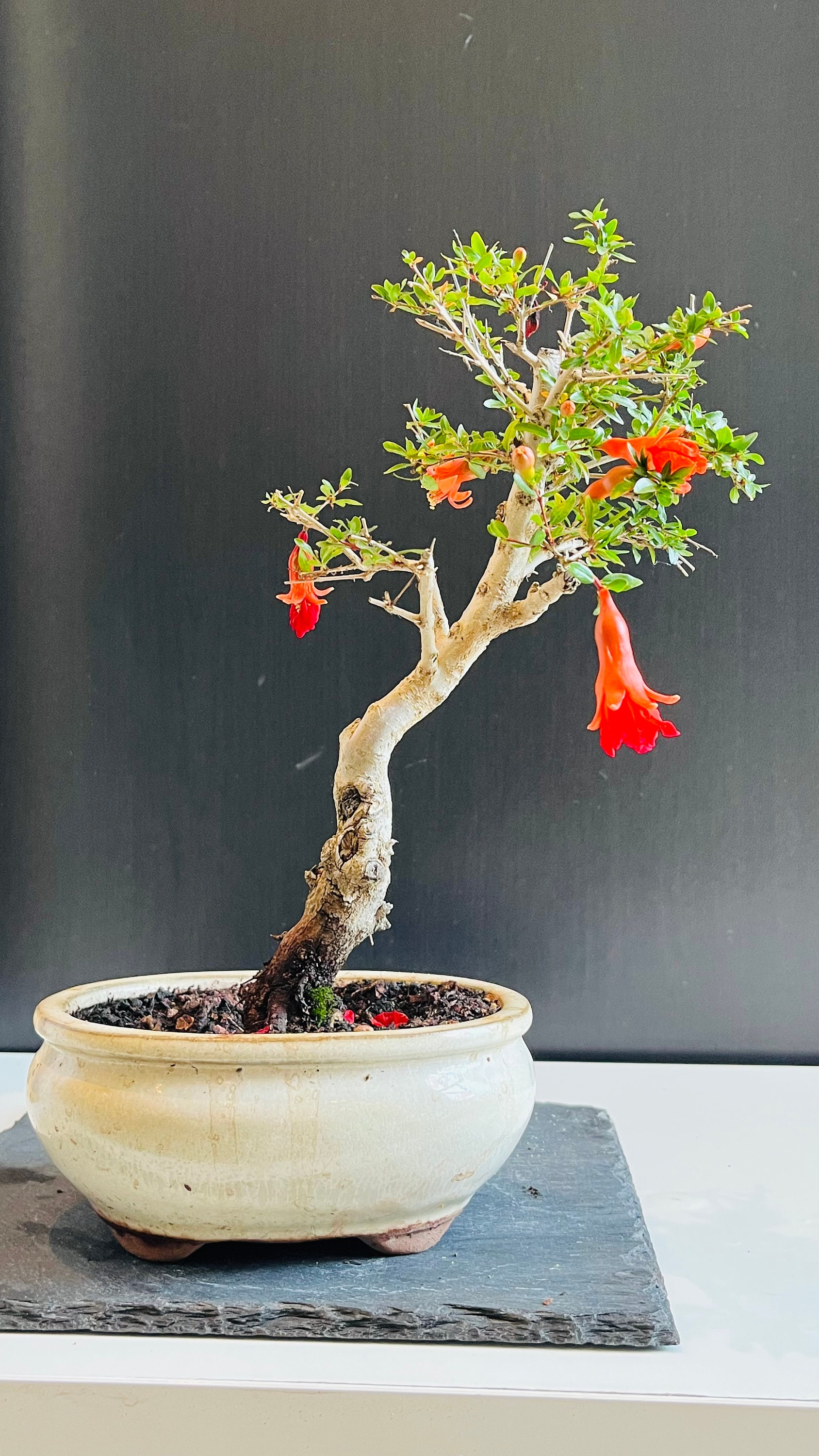 Pomegranate Tree Bonsai