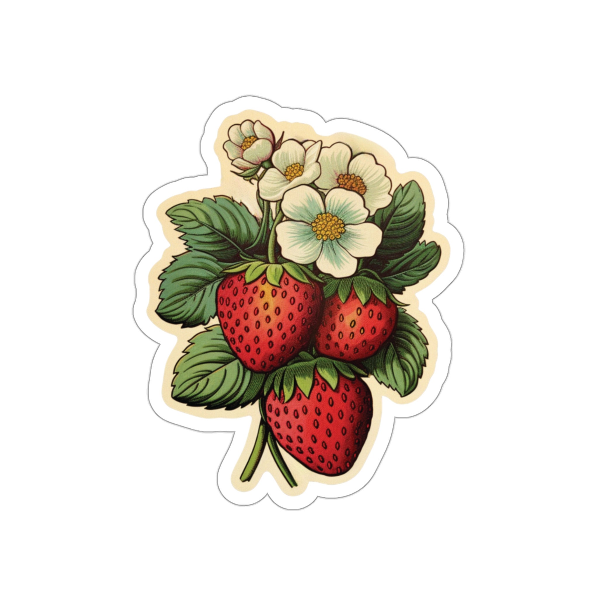 Vintage Strawberry Sticker - Etsy