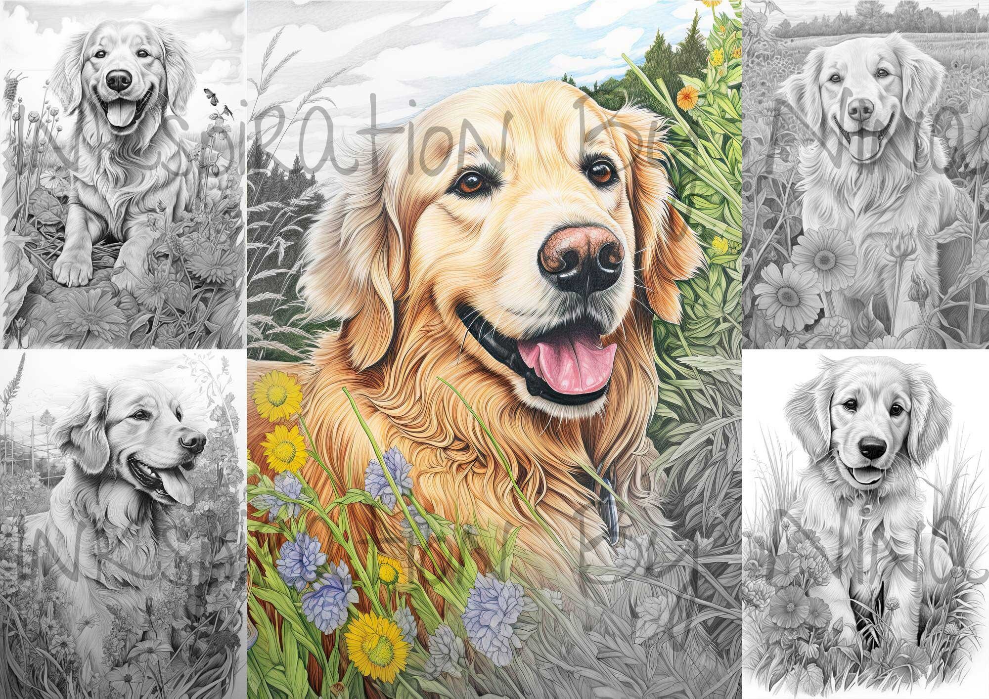 Golden Retriever Dog Outside Coloring Pages 20 Premium Adult - Etsy