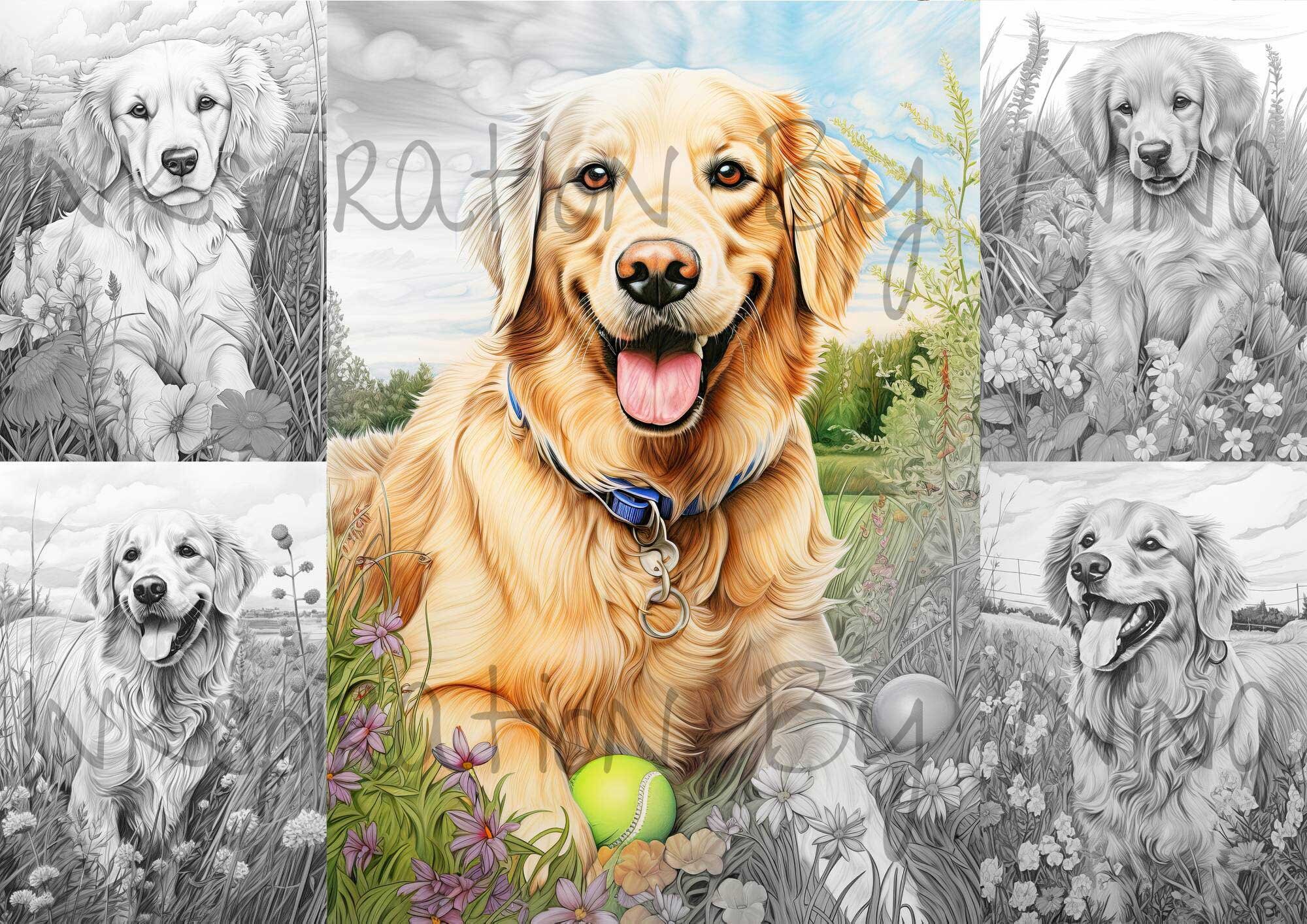Golden Retriever Dog Outside Coloring Pages, 20 Premium Adult & Kids ...