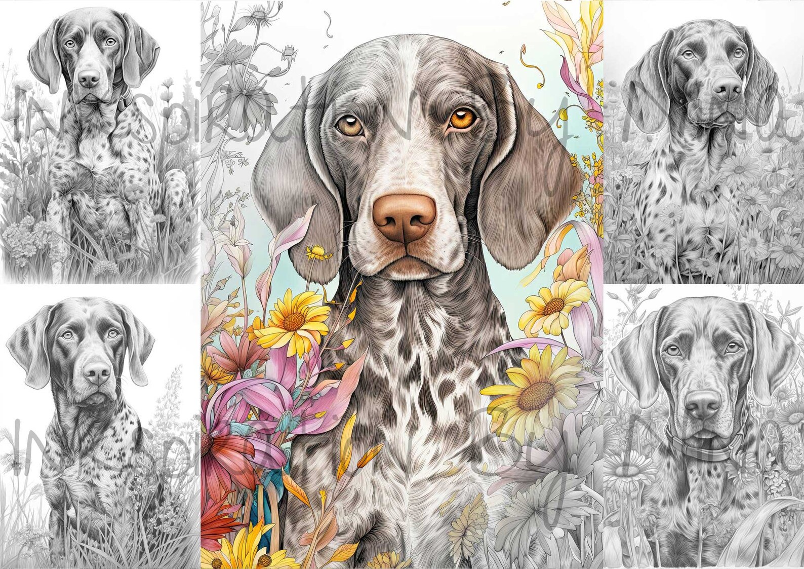 German Shorthaired Pointer in Flowers Coloring Pages, 20 Premium Adult ...