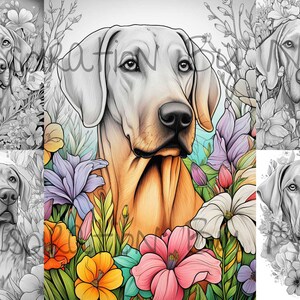 Rhodesian Ridgeback Coloring Pages, 20 Premium Adult Coloring Sheets ...