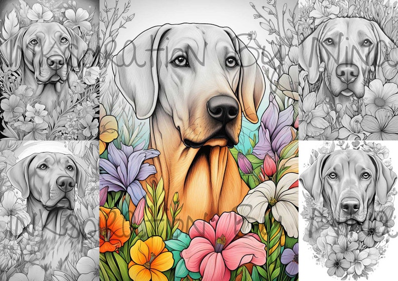 Rhodesian Ridgeback Coloring Pages, 20 Premium Adult Coloring Sheets ...