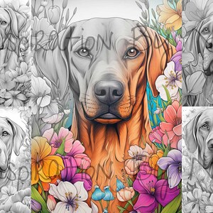 Rhodesian Ridgeback Coloring Pages, 20 Premium Adult Coloring Sheets ...