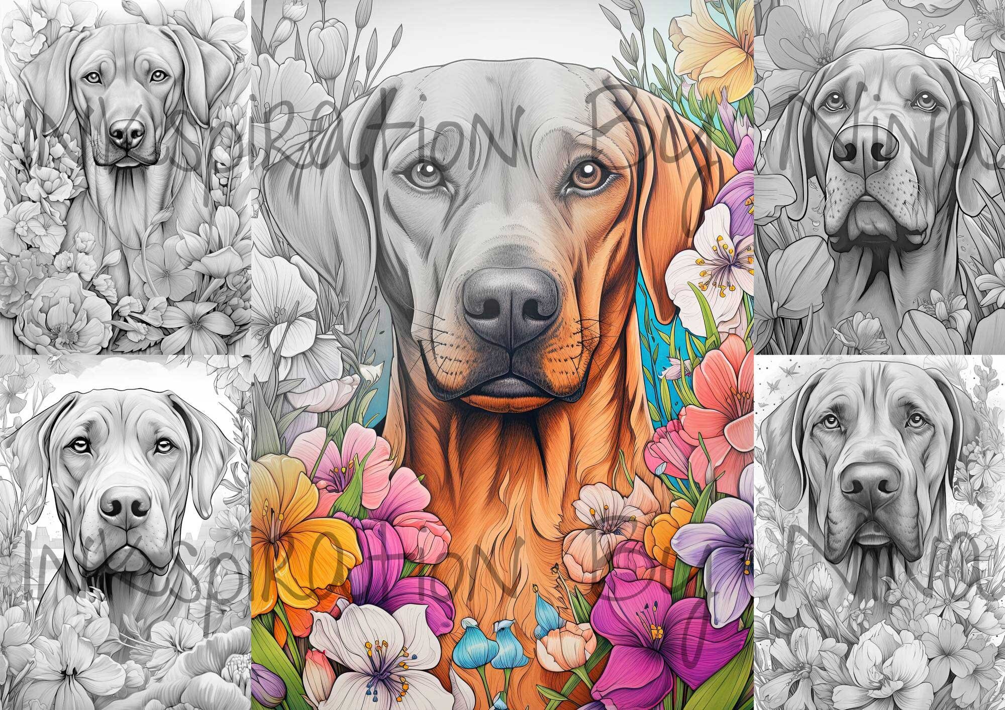Rhodesian Ridgeback Coloring Pages, 20 Premium Adult Coloring Sheets ...