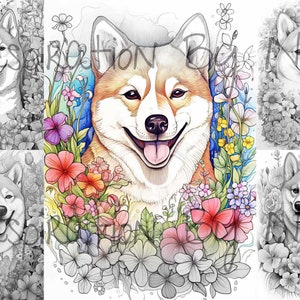Shiba Inu Flowers Coloring Pages, 20 Premium Coloring Sheets, Coloring ...