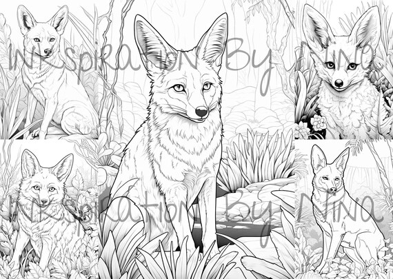 Jackal Coloring Sheets