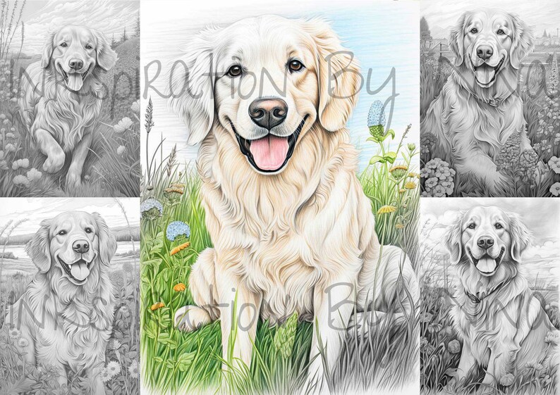 Golden Retriever Dog Outside Coloring Pages, 20 Premium Adult & Kids ...