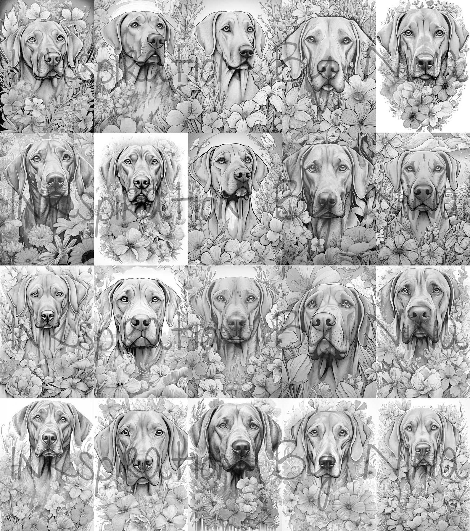 Rhodesian Ridgeback Coloring Pages, 20 Premium Adult Coloring Sheets ...