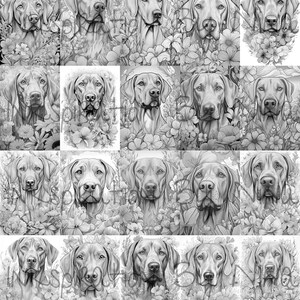 Rhodesian Ridgeback Coloring Pages, 20 Premium Adult Coloring Sheets ...