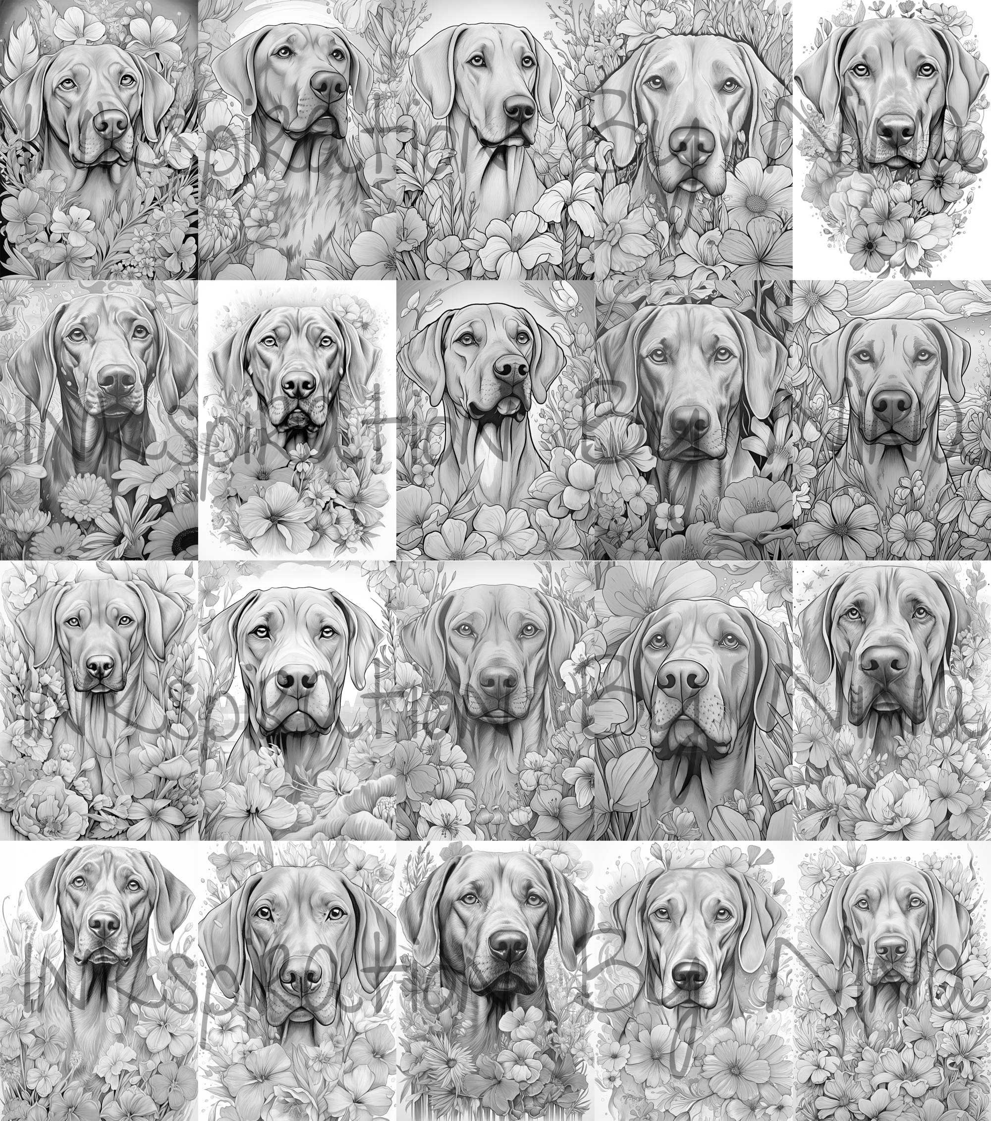 Rhodesian Ridgeback Coloring Pages, 20 Premium Adult Coloring Sheets ...