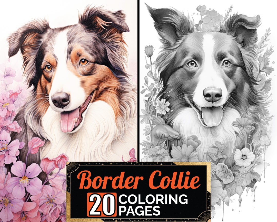 Border Collie in Flowers Coloring Pages, 20 Premium Coloring Sheets ...