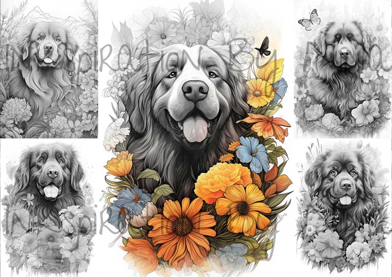 Newfoundland Dog Flowers Coloring Pages, 20 Premium Adult & Kids ...