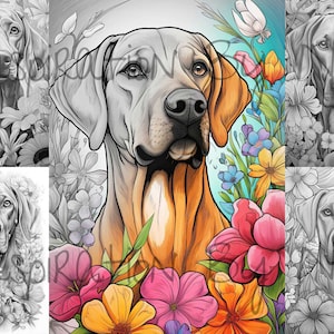 Rhodesian Ridgeback Coloring Pages, 20 Premium Adult Coloring Sheets ...