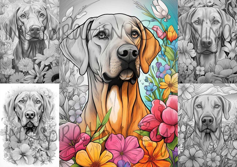 Rhodesian Ridgeback Coloring Pages, 20 Premium Adult Coloring Sheets ...