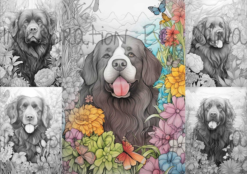 Newfoundland Dog Flowers Coloring Pages, 20 Premium Adult & Kids ...