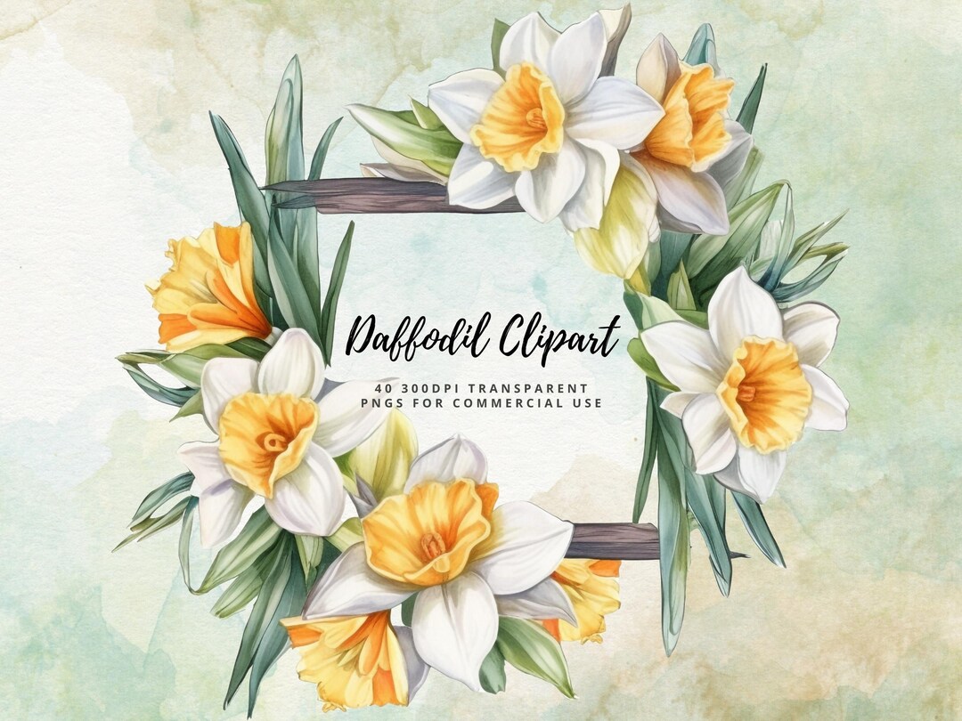Watercolor Daffodil Clipart - Different Colored Daffodils, Bouquets ...