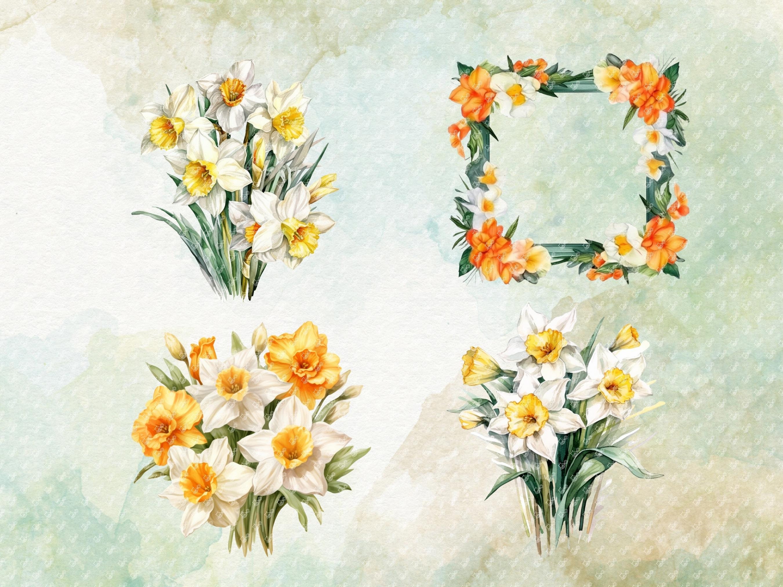 Watercolor Daffodil Clipart Different Colored Daffodils - Etsy