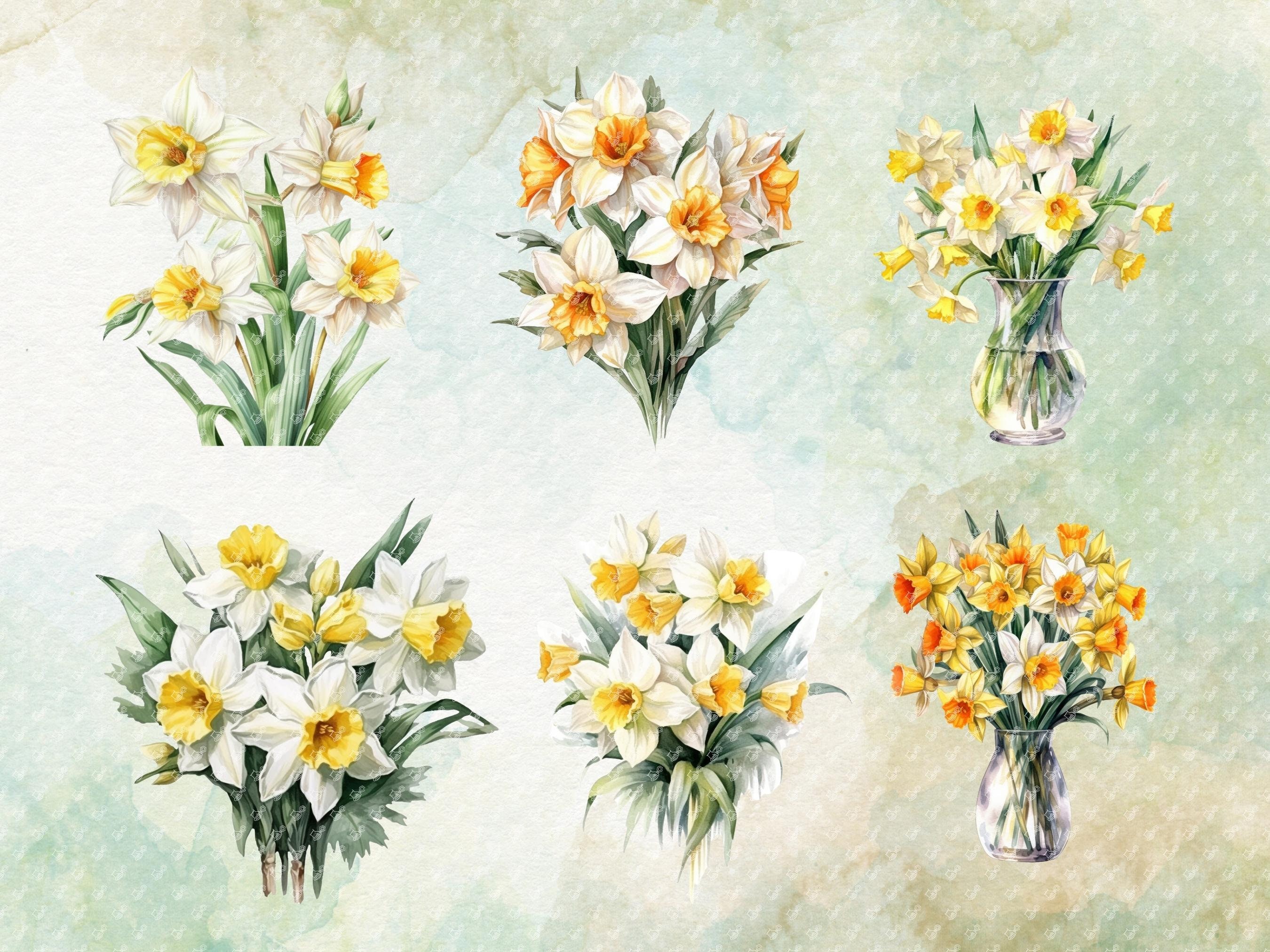Watercolor Daffodil Clipart Different Colored Daffodils - Etsy