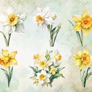 Watercolor Daffodil Clipart - Different Colored Daffodils, Bouquets ...