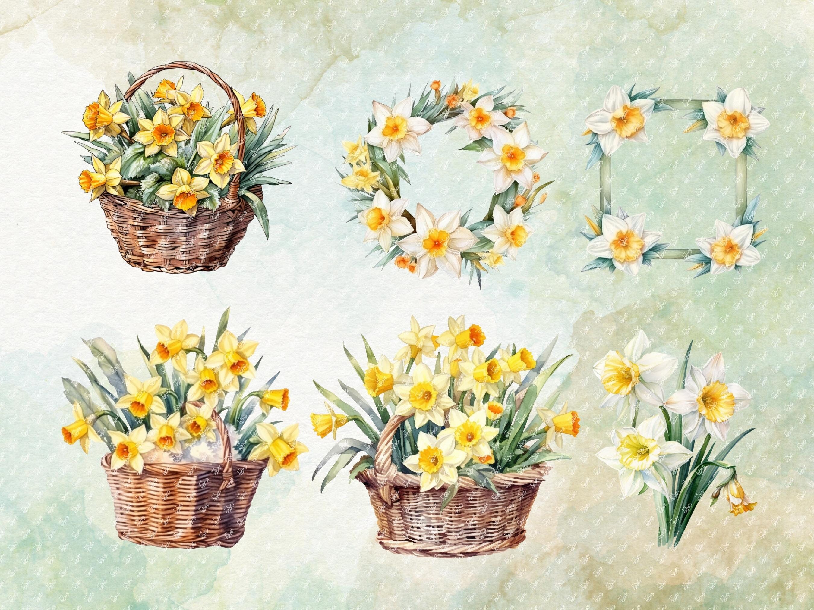 Watercolor Daffodil Clipart Different Colored Daffodils - Etsy
