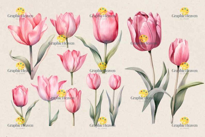 Watercolor Pink Tulips Clipart Digital Png Pink Tulips Graphics Instant ...