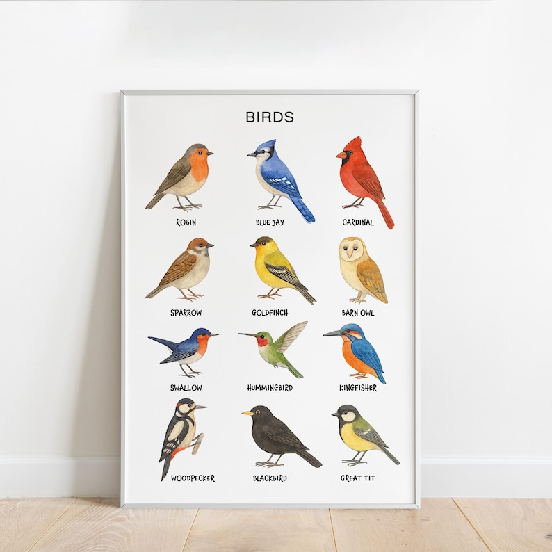 Beautiful Birds Poster, Montessori Bird Identification Chart for Kids ...