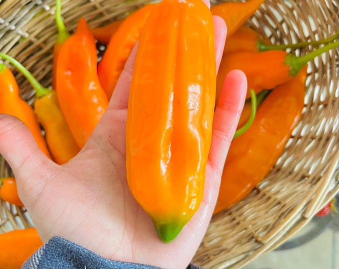 Aji Amarillo Peruvian Pepper Seeds Growth by Peruvian - Peruvian Yellow ...