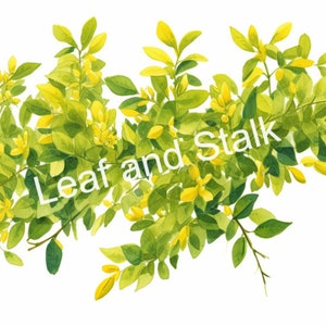 Sunshine Ligustrum Mug, Sunshine Ligustrums Watercolor Coffee Mug ...