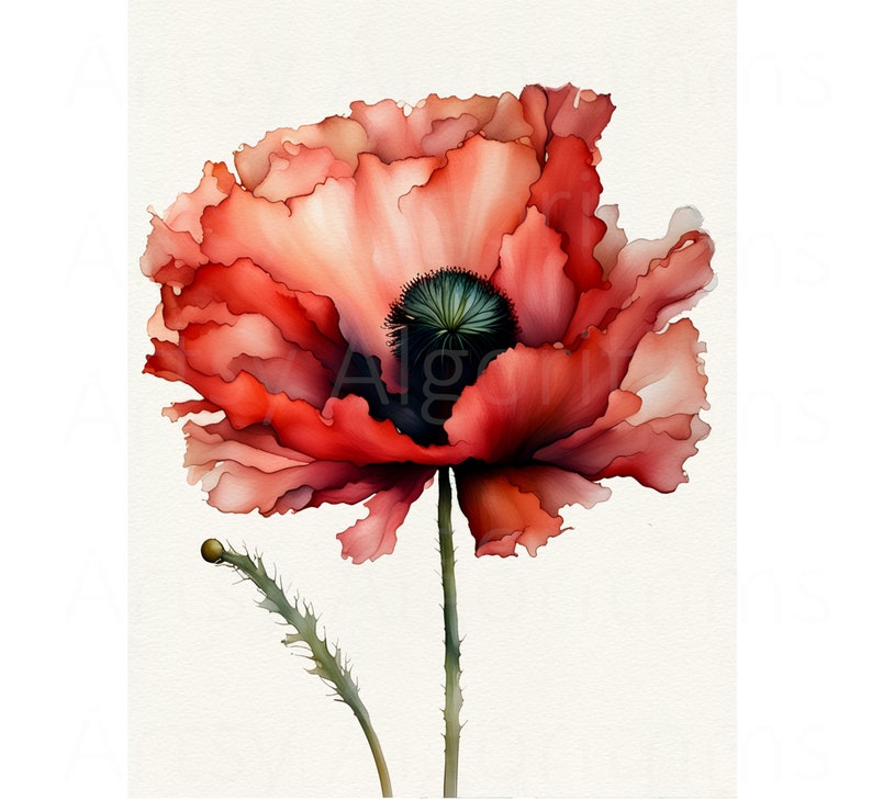 RED POPPY FLOWER, Digital Art, Watercolor Red Poppy, Flower Art, Poppy ...
