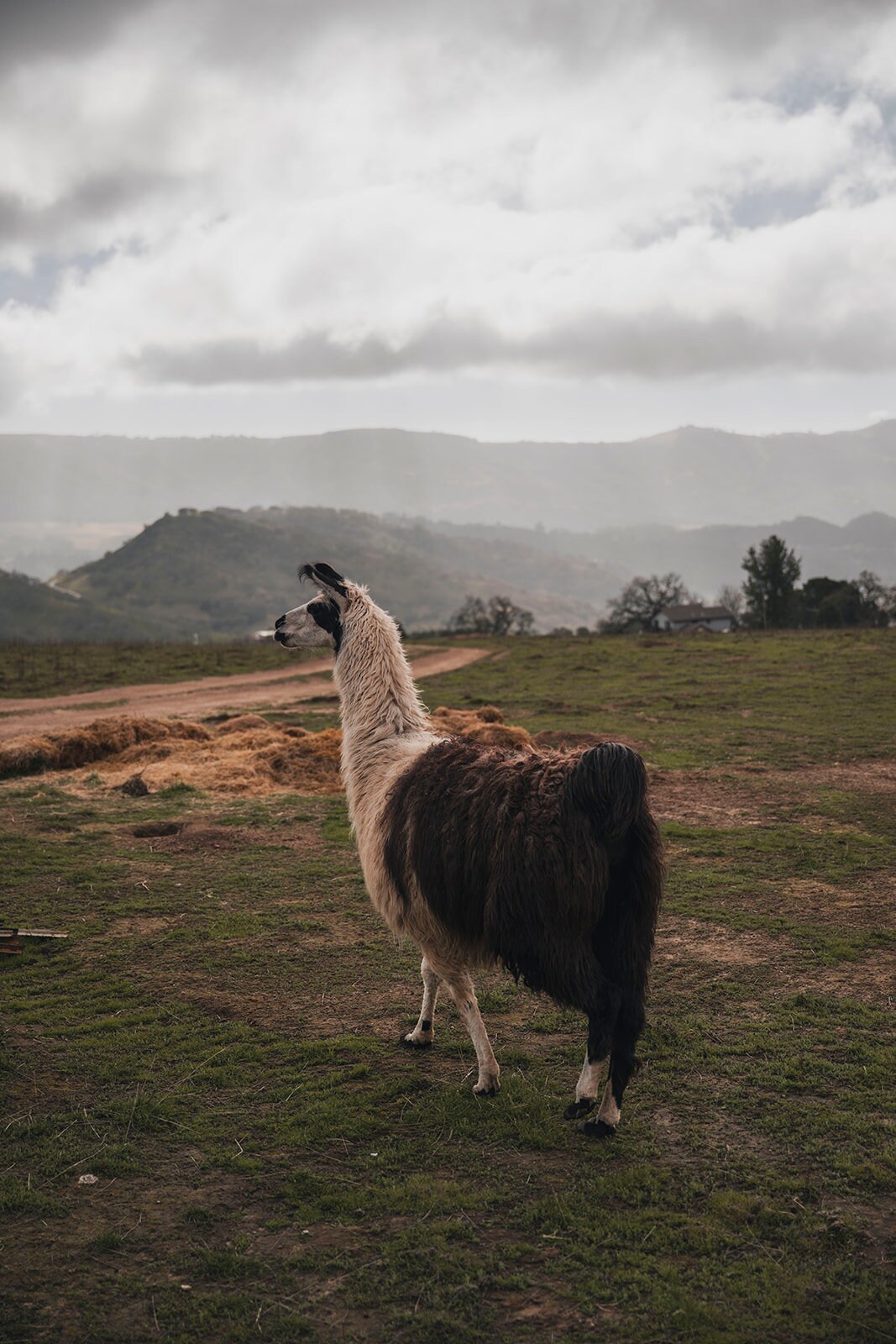 Llama Bean Fertilizer - Etsy