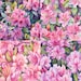 Washington State Flower - Pacific Rhododendron - Flower Pattern ...