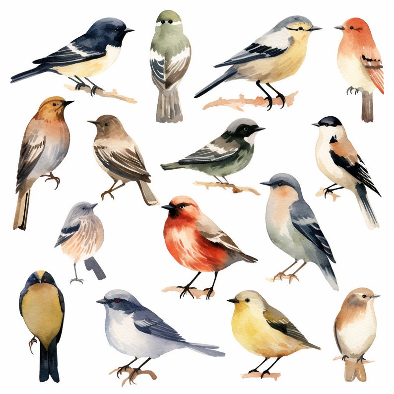Set of 56, Watercolor Birds Clipart Bundle, Spring Birds Clipart, Birds ...