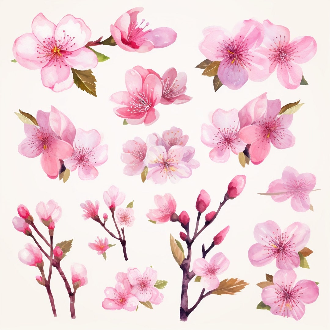 Watercolor Cherry Blossom Clipart, Cherry Blossom Flowers and Foliage ...