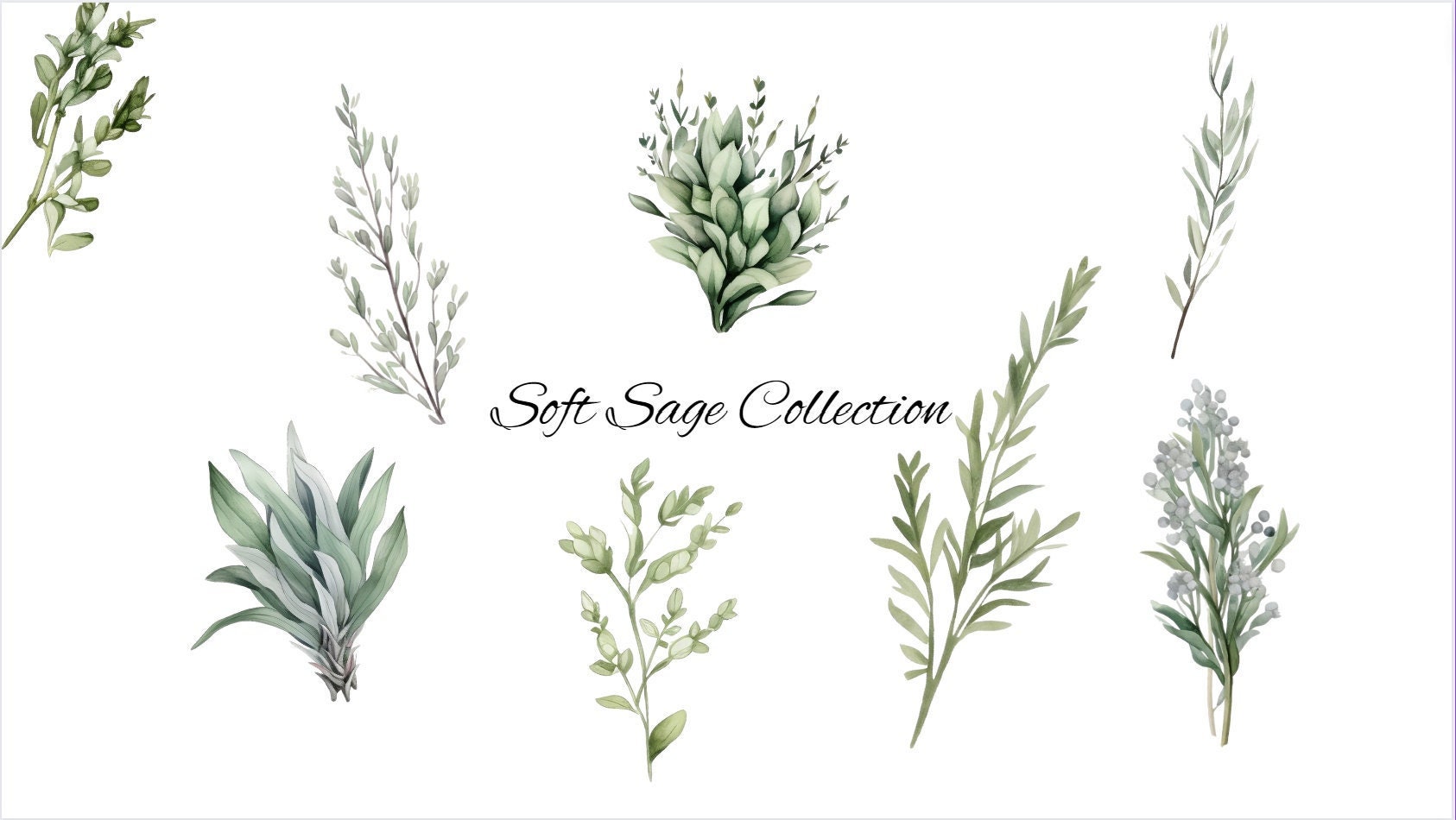 Sage Greenery Clipart - Greenery Clipart - Sage Clipart - Sage ...