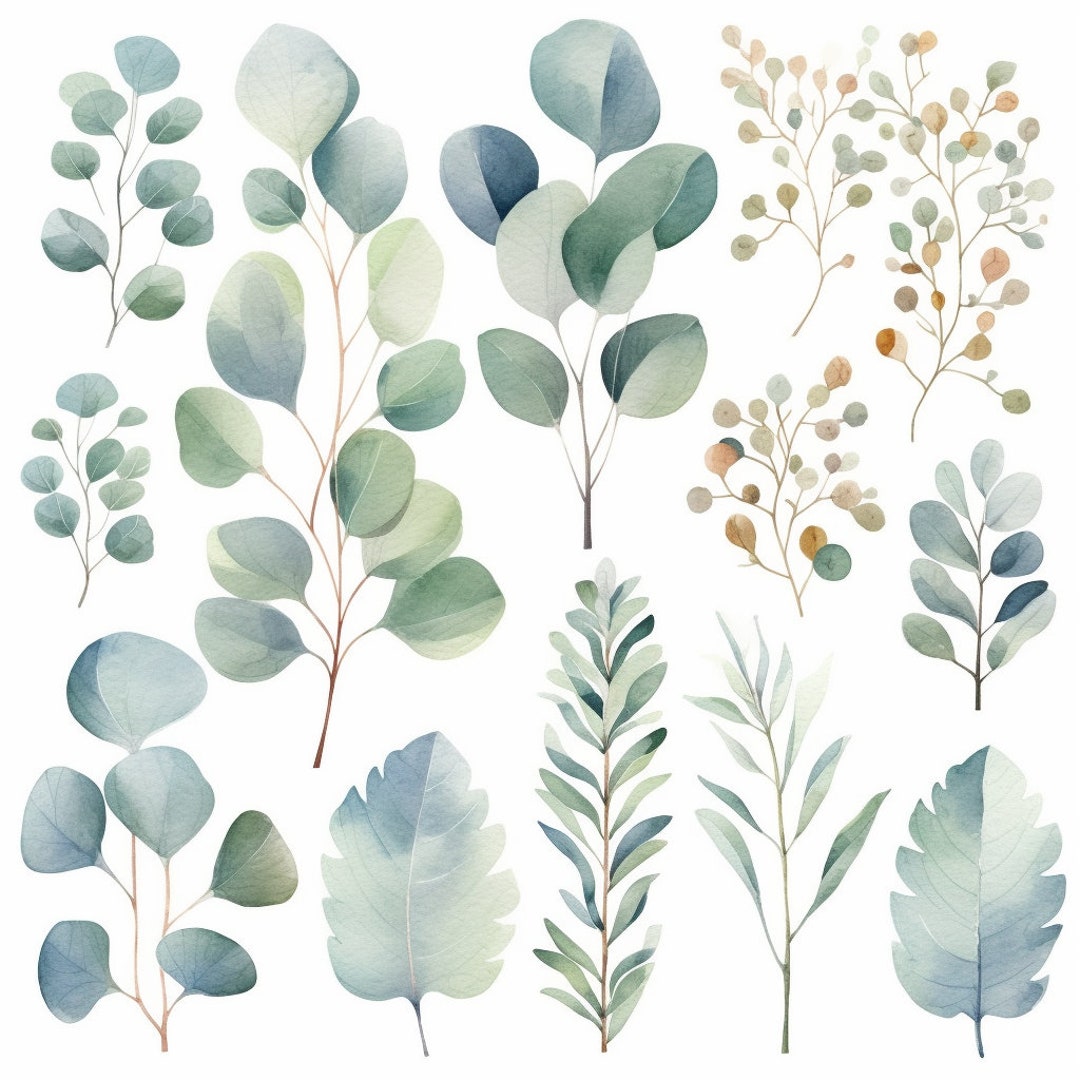 Watercolor Eucalyptus Clipart - Baby Blue Eucalyptus - Greenery Clipart ...