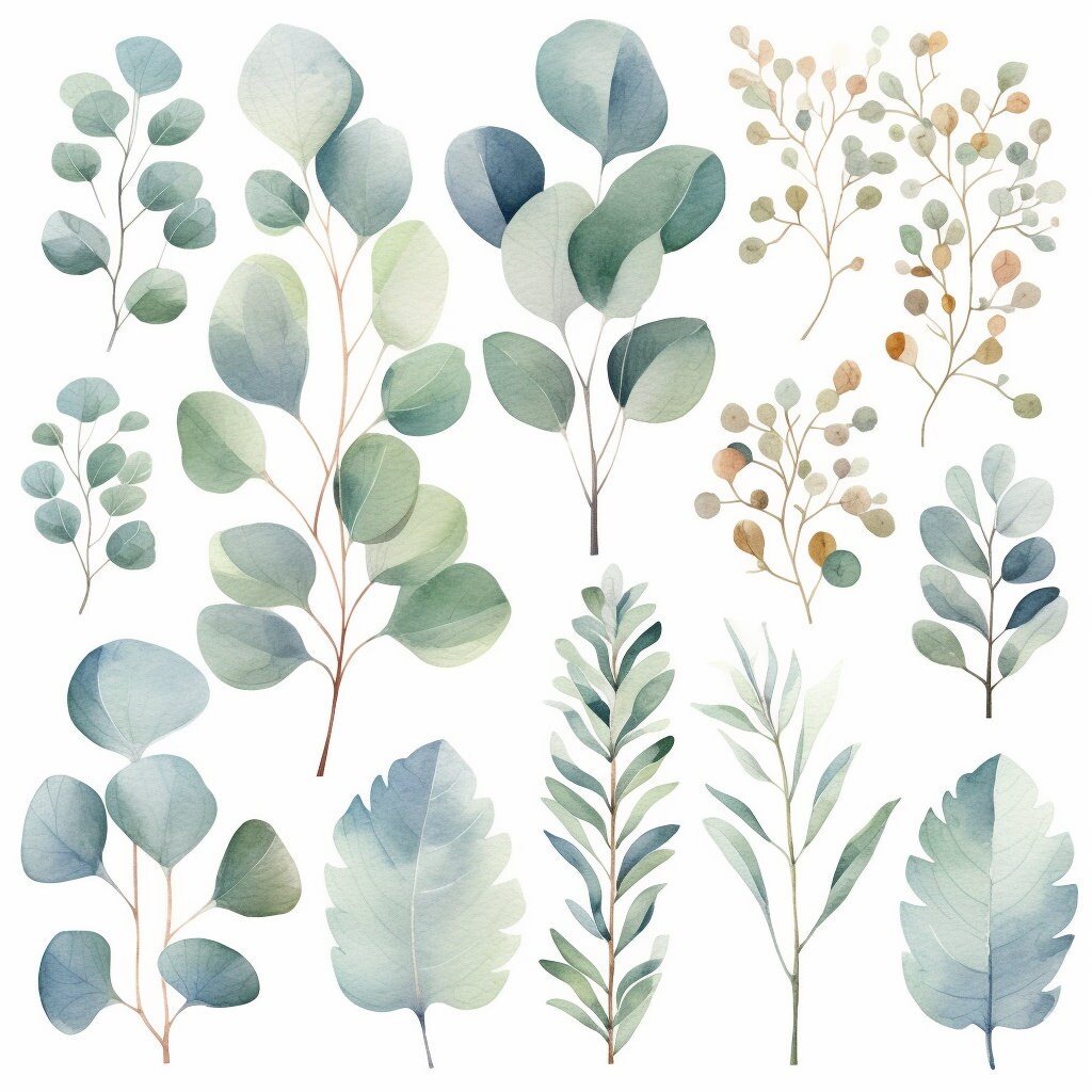 Watercolor Eucalyptus Clipart Baby Blue Eucalyptus Greenery Clipart ...