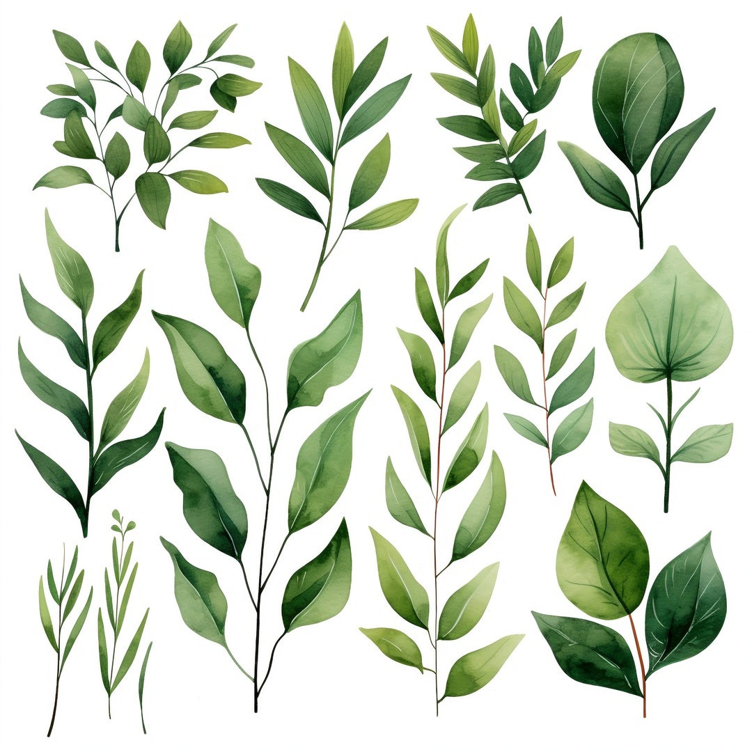 Watercolor Greenery Foliage Clipart Set: 13 PNG, Watercolor Leaves ...
