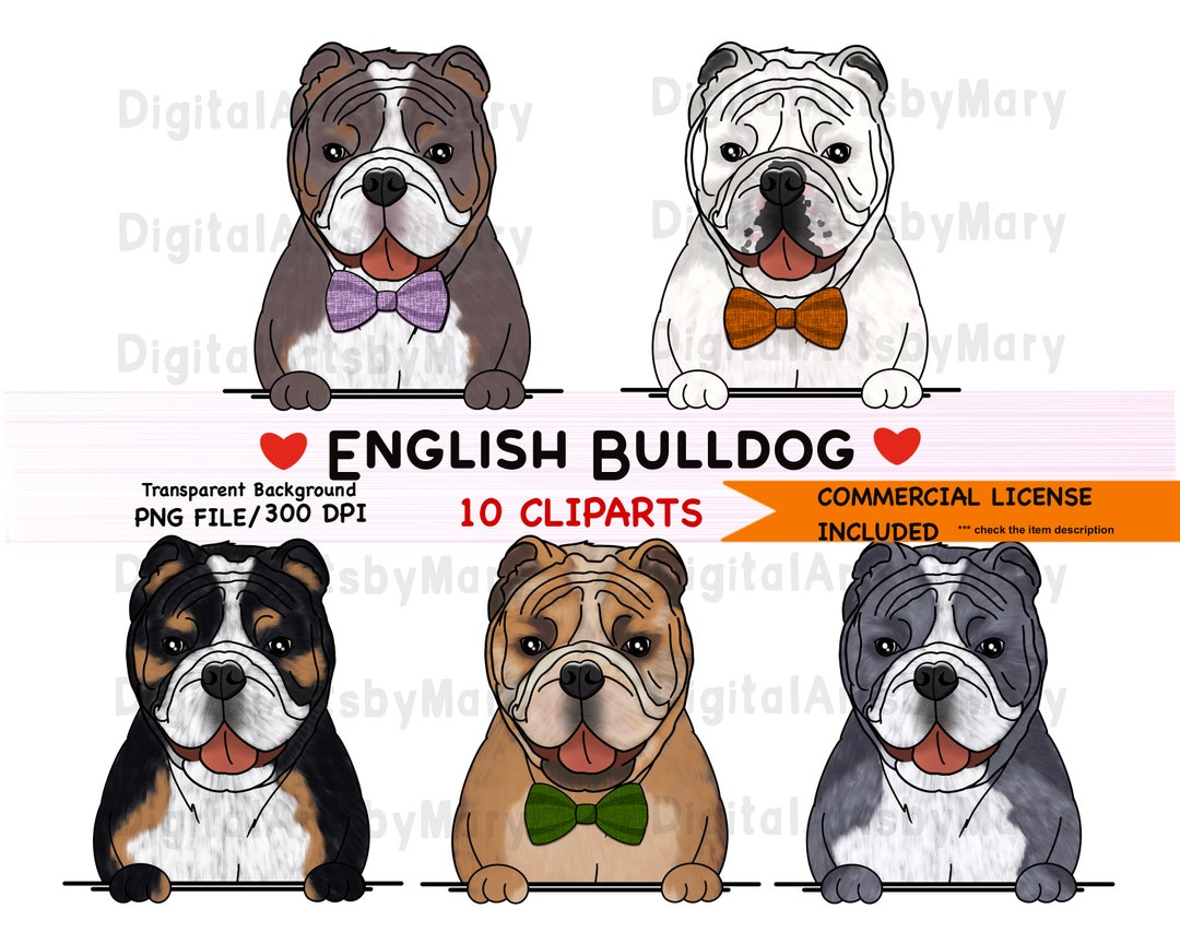 Cute English Bulldog Clipart Set- PNG File- Instant Download : English ...