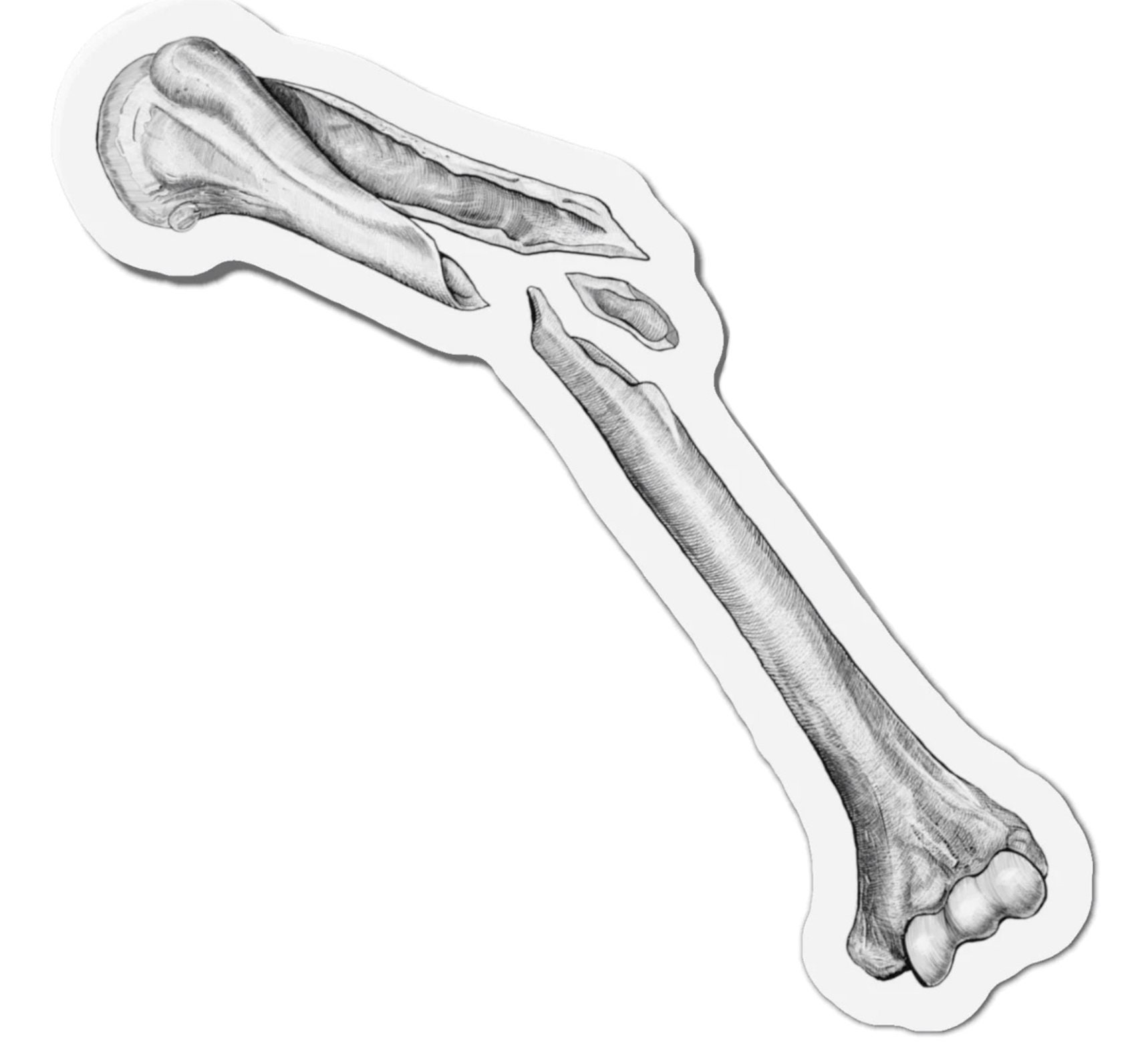 Broken Humerus Die-cut Magnet 6 Inch - Etsy