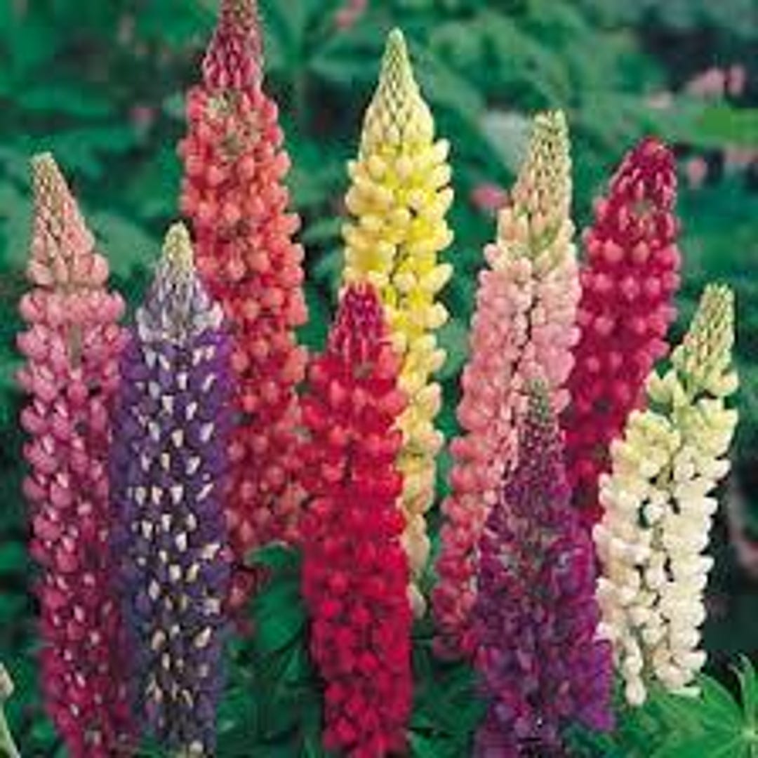 Dwarf Lupine Seeds (20) - Etsy