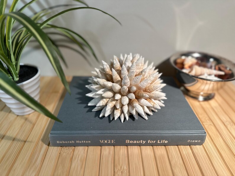 Coastal White Large and Small Shell Seashell Starburst Half Sphere Desk ...