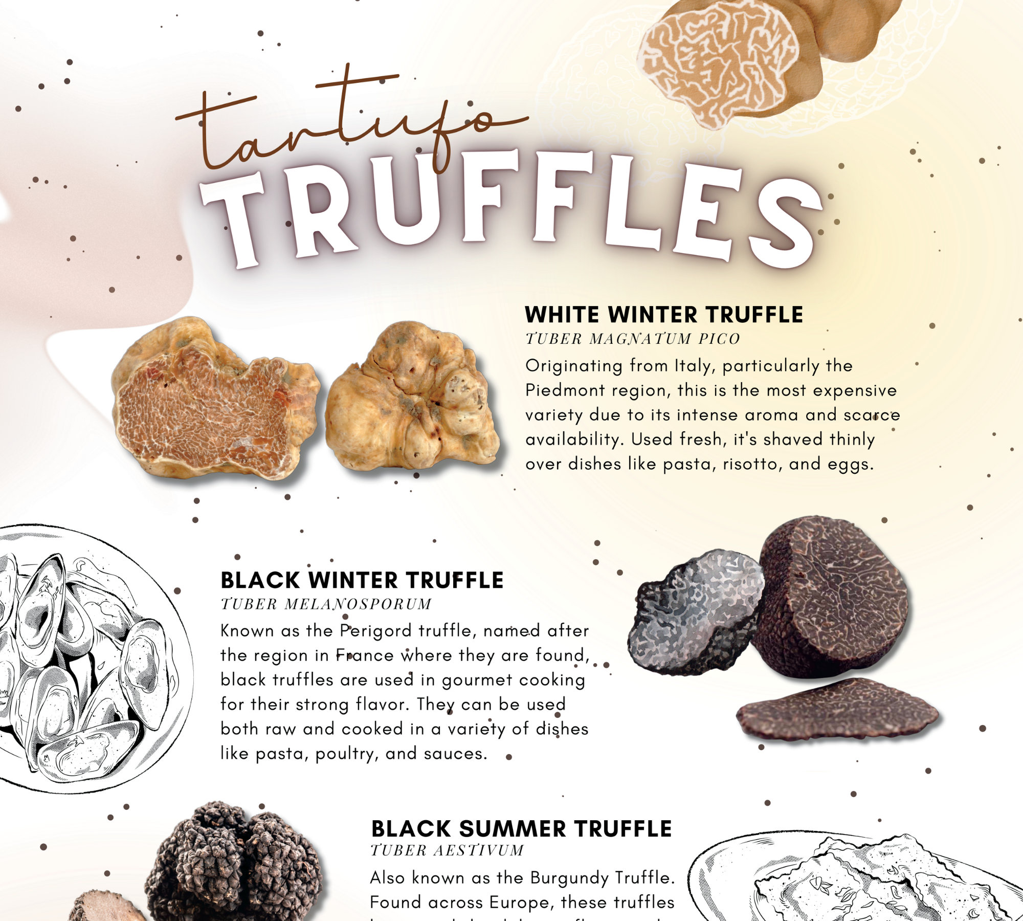 Truffle Mushroom Infographic Truffle Posters Truffle - Etsy