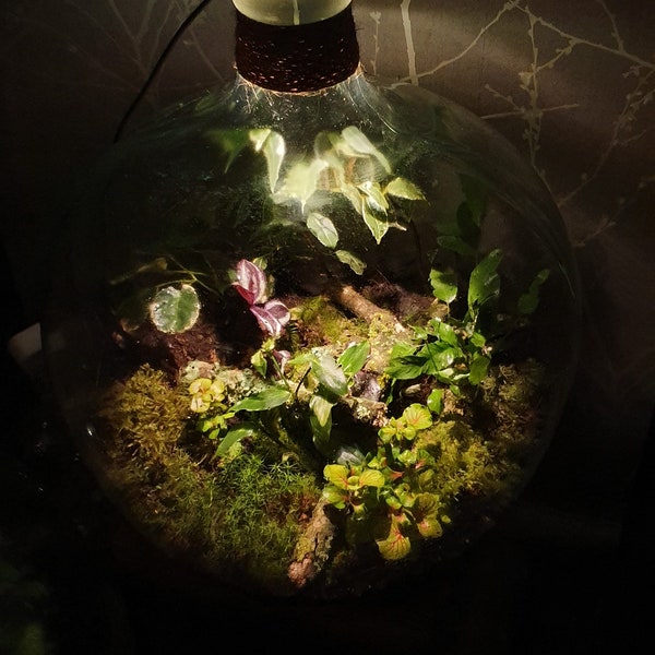 Terrarium - Etsy UK