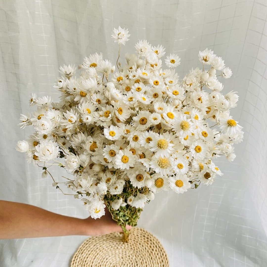 Dried White Zou Chrysanthemum Mini Daisy Flowers Natural - Etsy