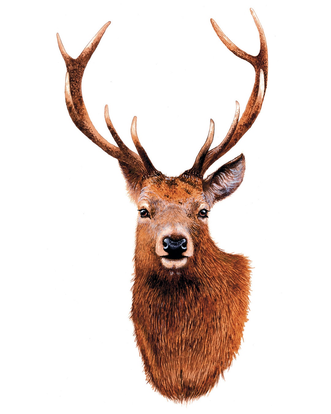 Red Stag, Clare Donegan, Signed Print, Award Winning, Countryside ...