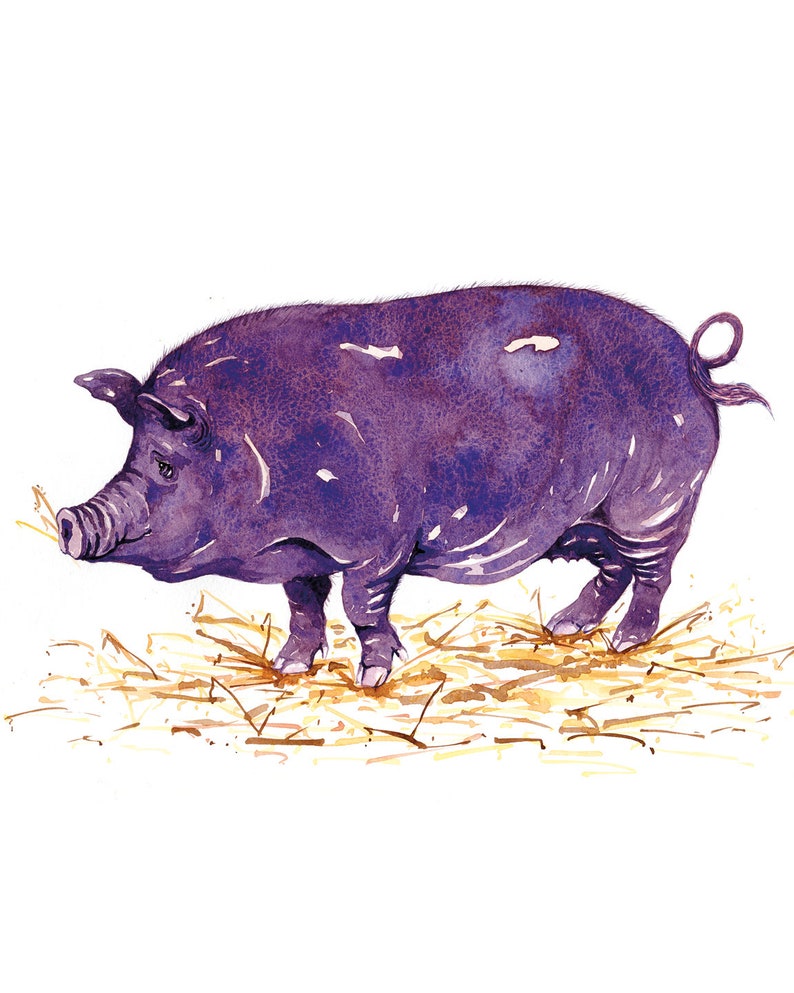 Pot Bellied Pig, Clare Donegan, Pig, Purple Pig, Old Boar, Signed Print ...