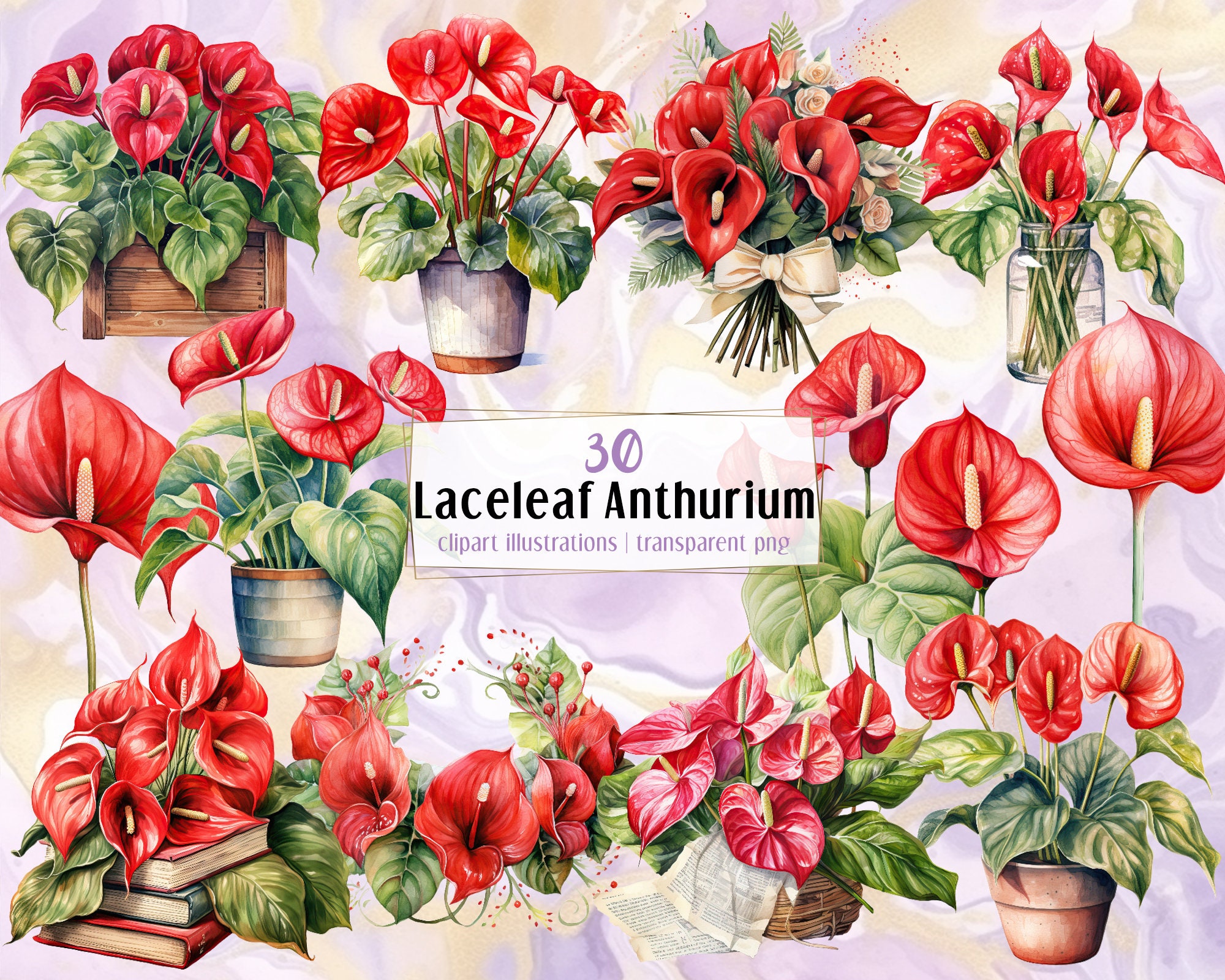 Laceleaf Anthurium Flowers, Watercolor Style Illustrations. Red ...